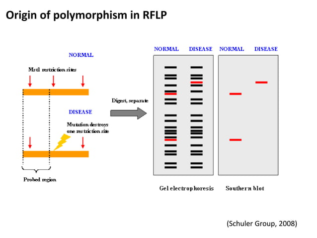 Application of Genetic Analyzer in AFLP Technique | PDF | Genetics ...