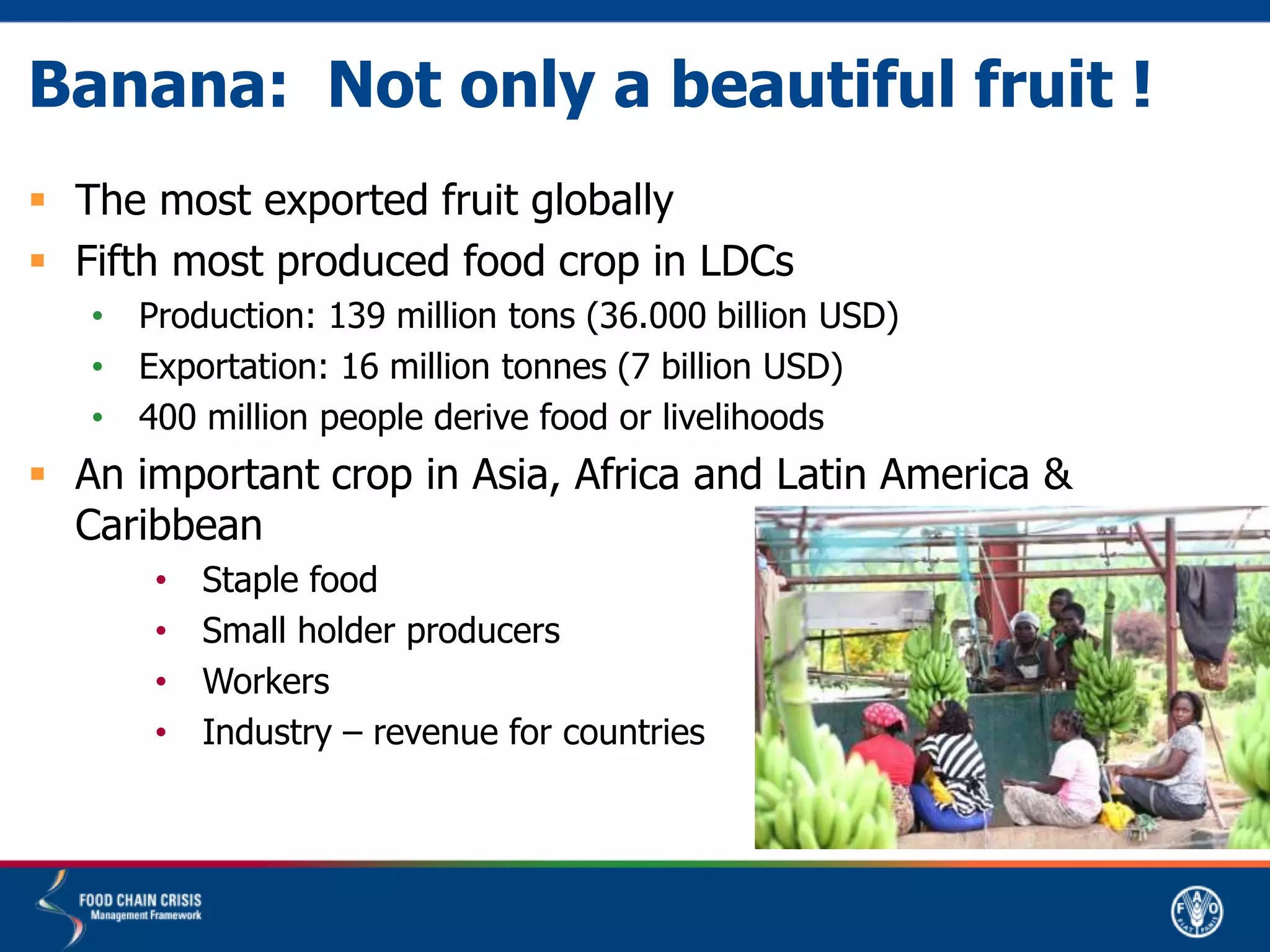 Efforts of FAO and the Global Programme on prevention of banana ...