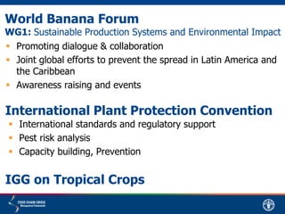 Efforts of FAO and the Global Programme on prevention of banana ...