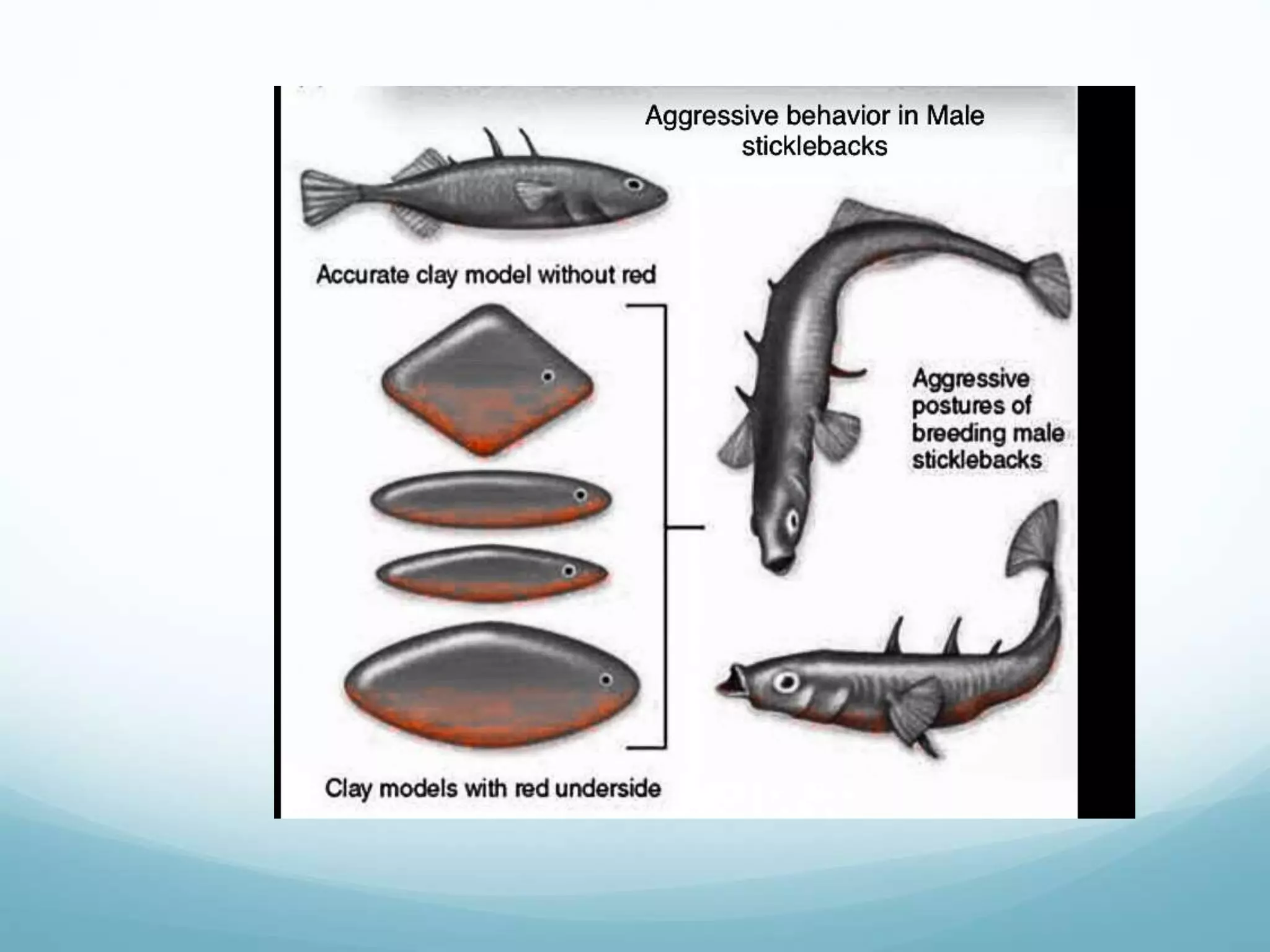 Concepts of Ethology | PPTX