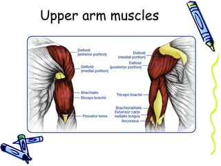 FA&P Muscles and Nerves | PPT