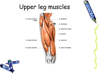 FA&P Muscles and Nerves | PPT