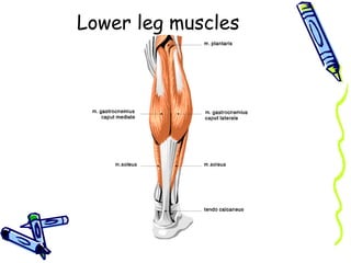 FA&P Muscles and Nerves | PPT