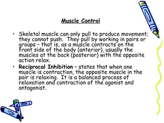 FA&P Muscles and Nerves | PPT