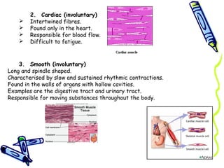 FA&P Muscles and Nerves | PPT