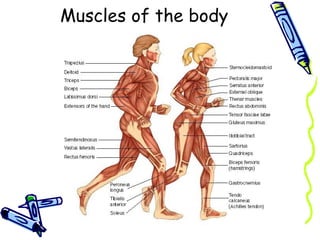 FA&P Muscles and Nerves | PPT