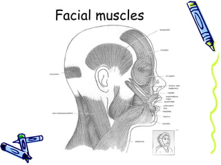 FA&P Muscles and Nerves | PPT