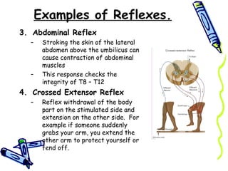 FA&P Muscles and Nerves | PPT