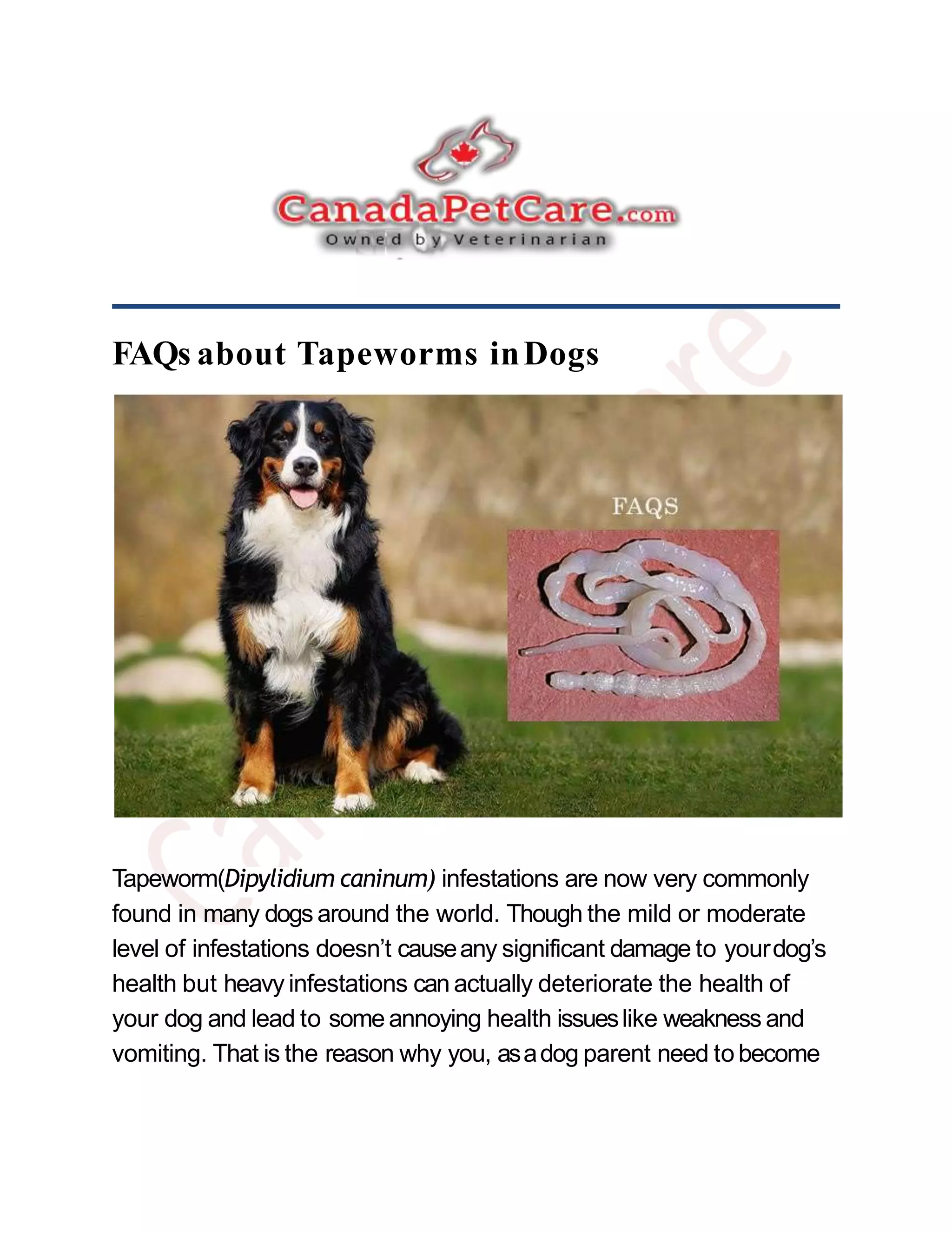 Faqs about tapeworms in dogs | PPTX