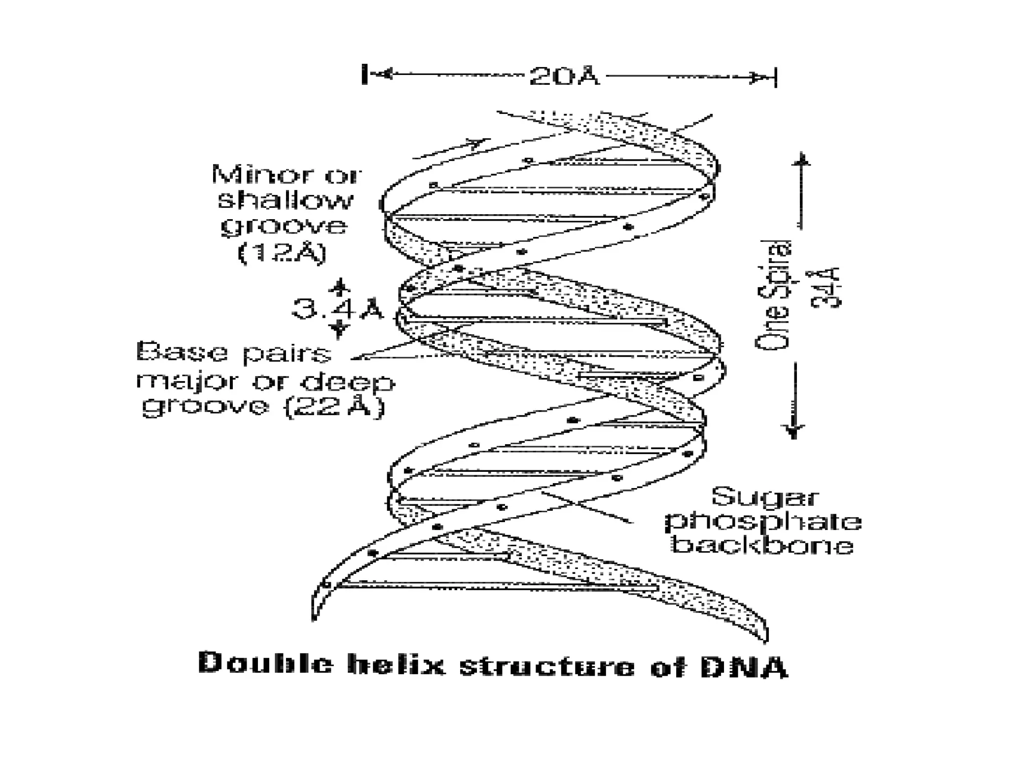 DNA structure and function,watson and crick model of DNA helix ...
