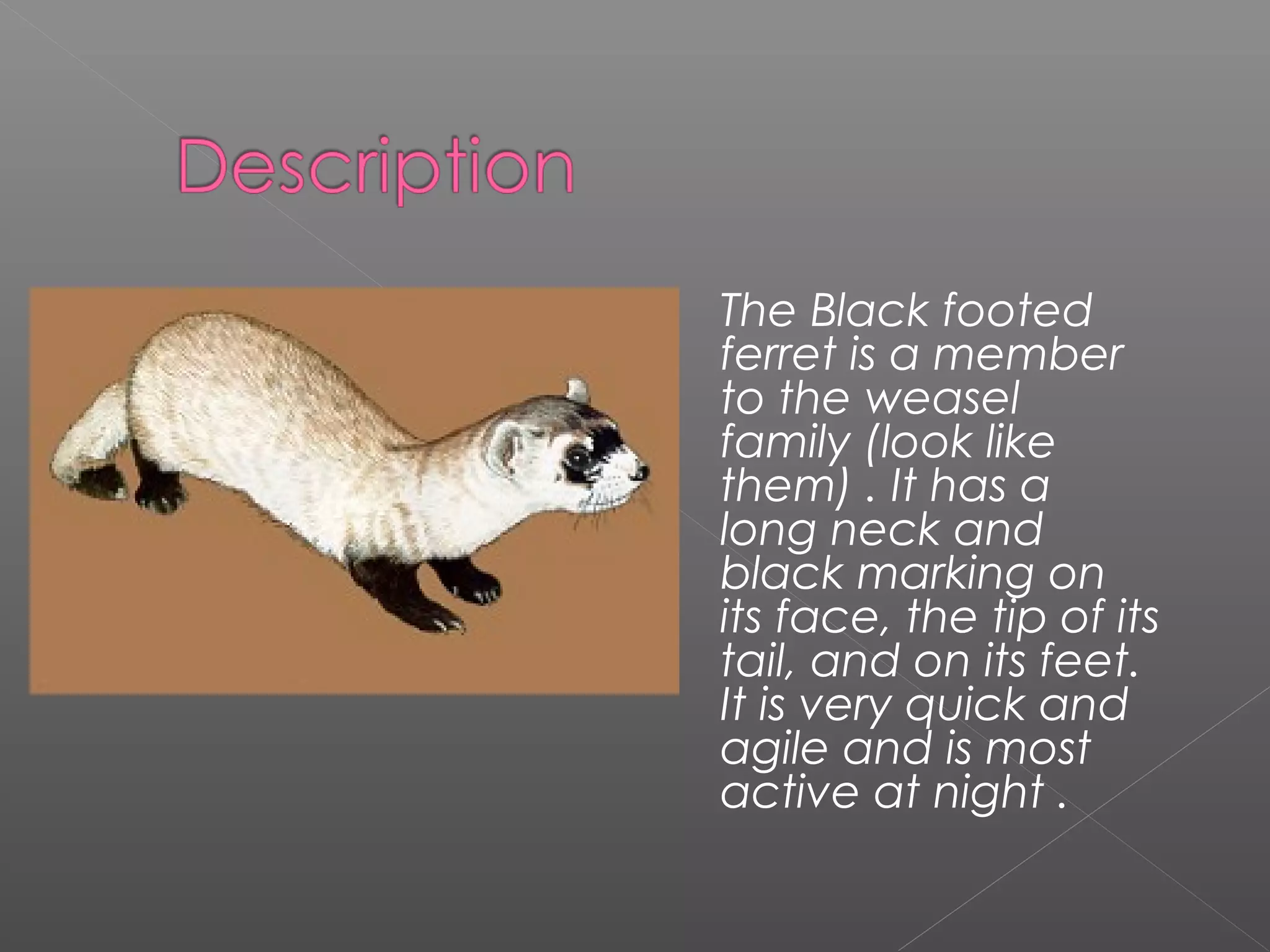 black footed ferret | PPT