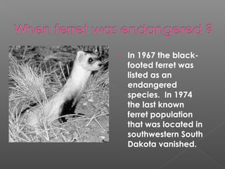 black footed ferret | PPT