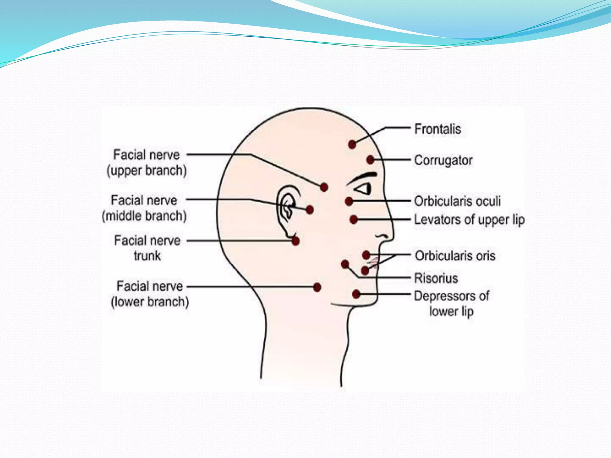 FARADIC CURRENT.pptx