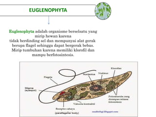 FARADILLA RACHMAN (PPT 1) | PPT
