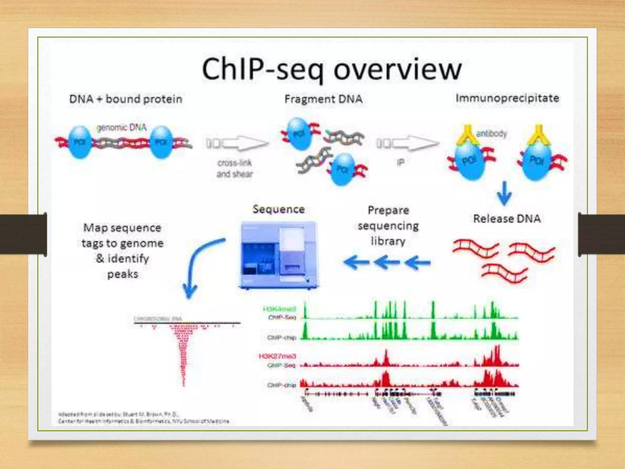 functional genomics.ppt