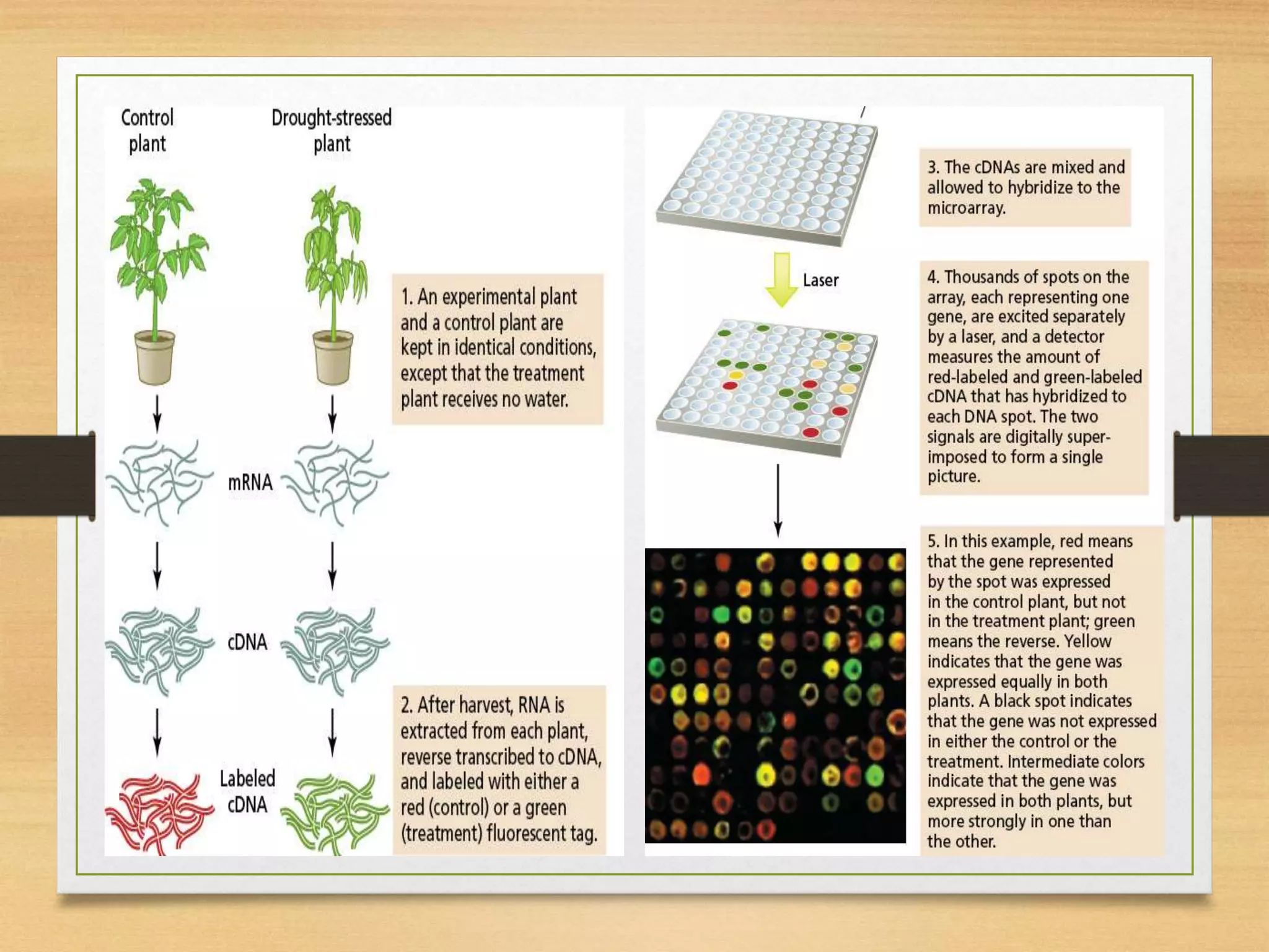 functional genomics.ppt