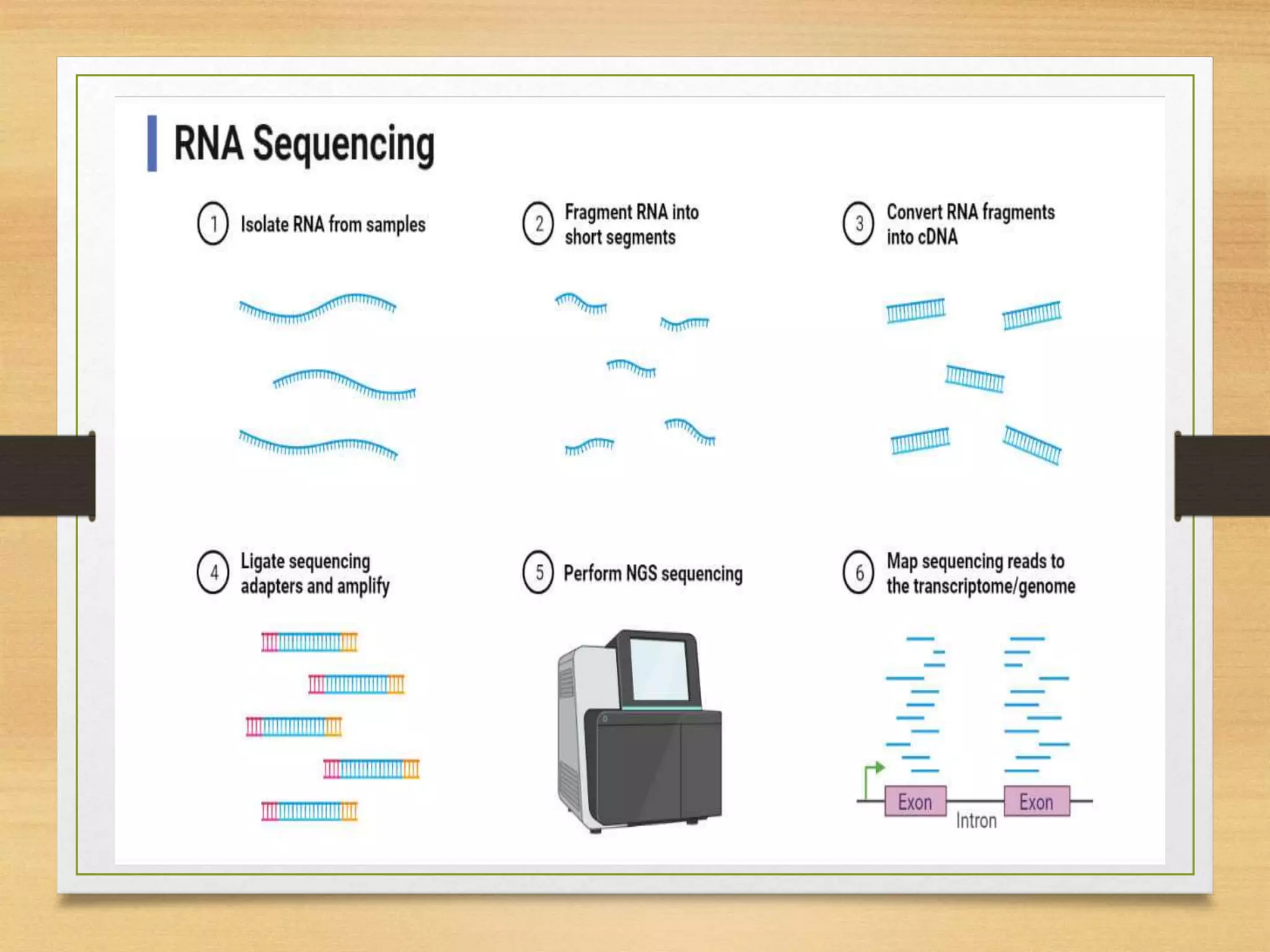functional genomics.ppt