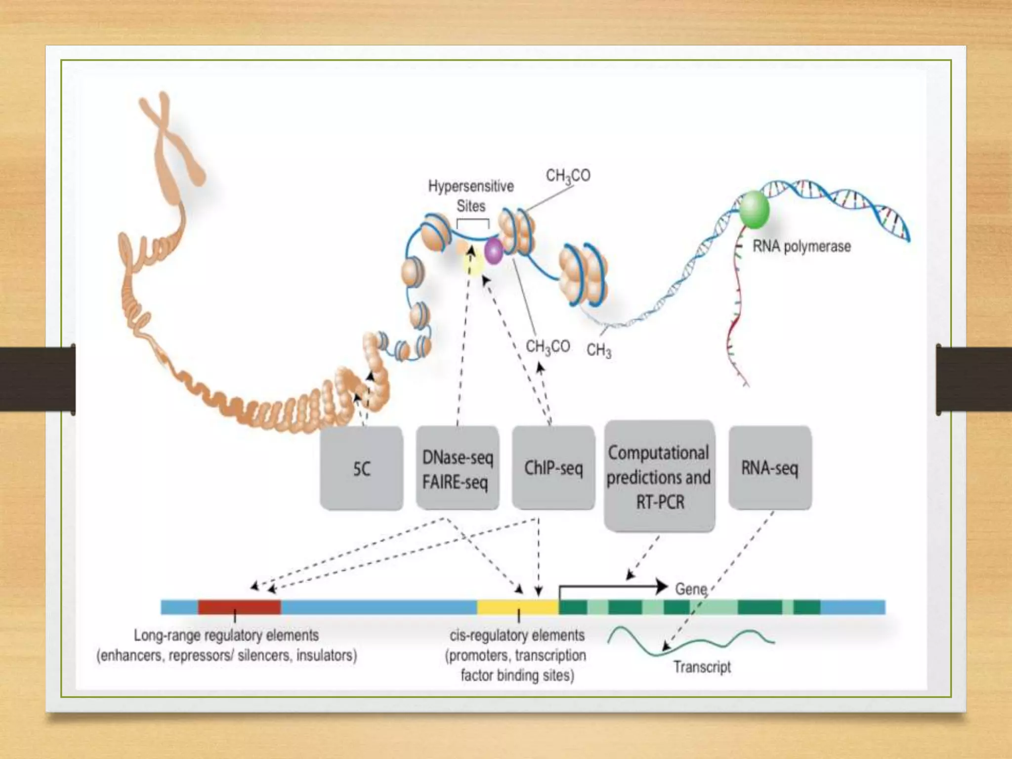 functional genomics.ppt