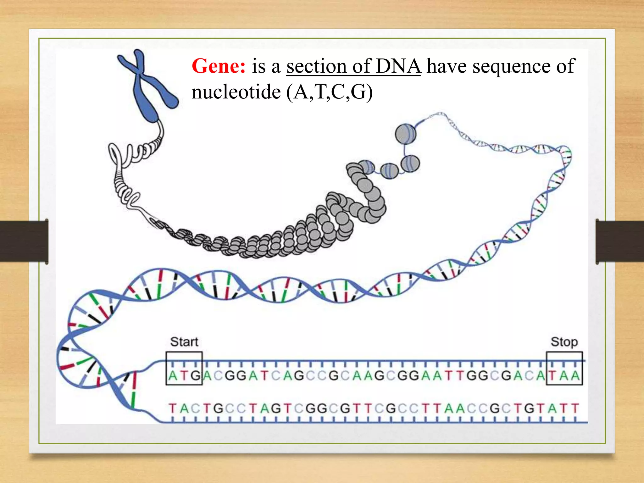 functional genomics.ppt