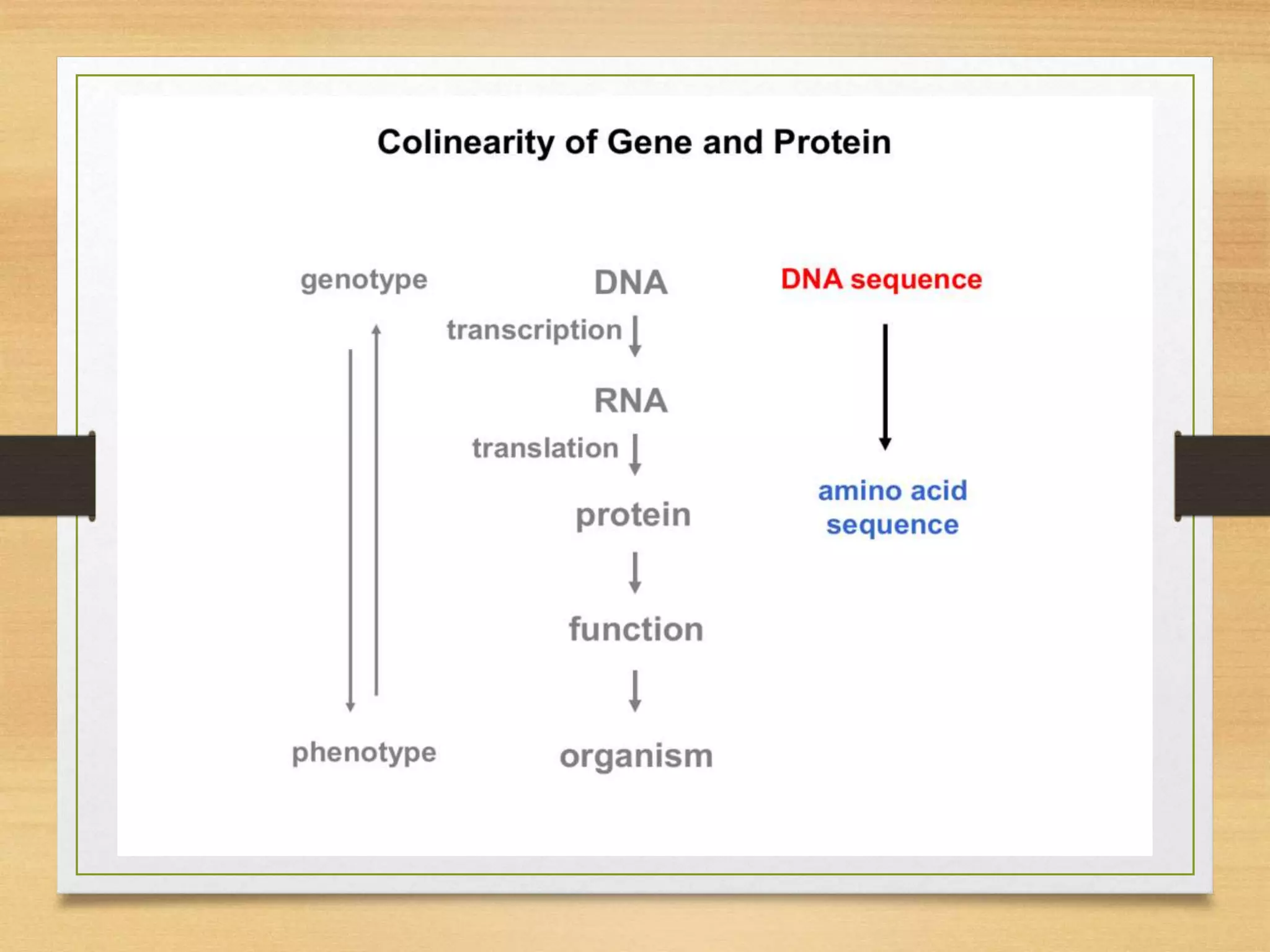 functional genomics.ppt