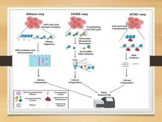 functional genomics.ppt