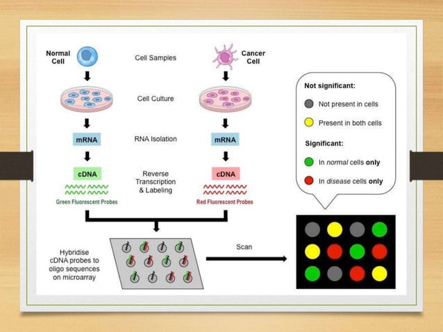 functional genomics.ppt | Biotech and Biomedical Industry | Industries