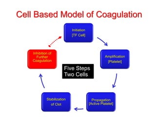 Physiology of Coagulation | PDF