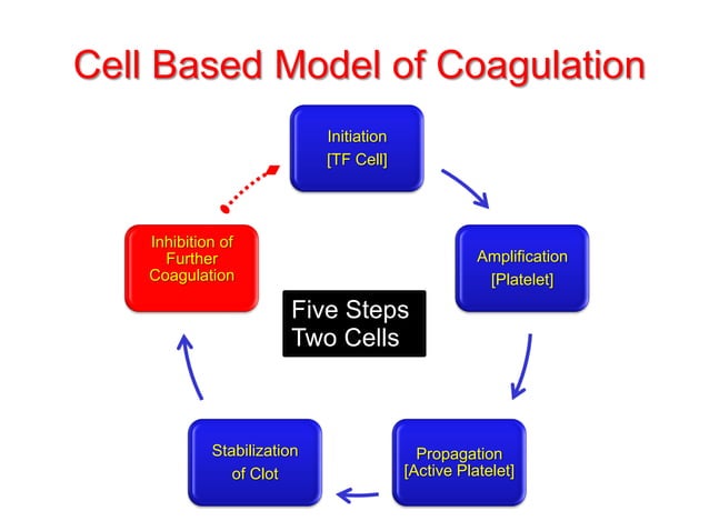 Physiology of Coagulation | PDF | Blood Disorders | Diseases and Conditions