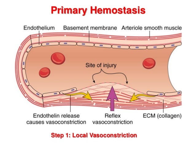 Physiology of Coagulation