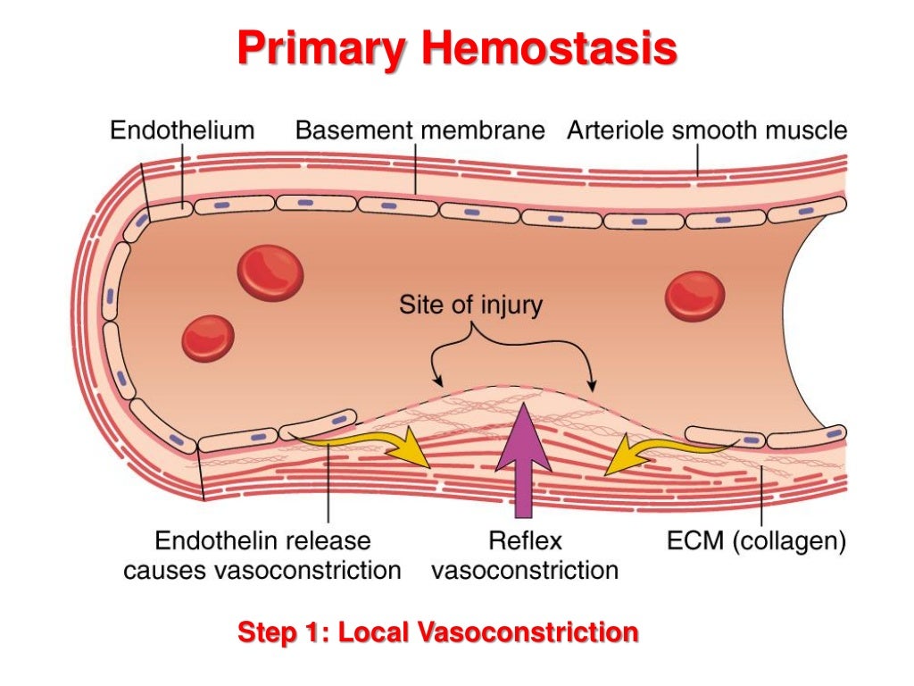 Physiology of Coagulation
