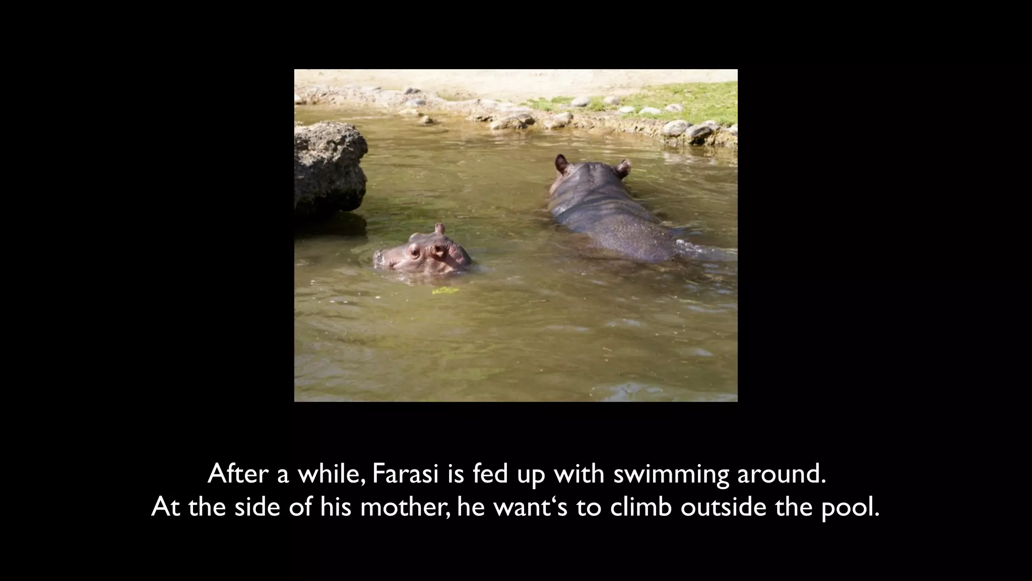 Hippo Boy Farasi Takes A Bath | PPT