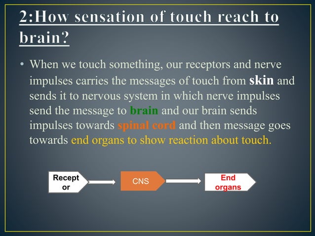 Sense of TOUCH | PPTX | Biological Sciences | Science