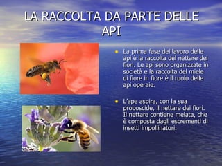 Il lavoro delle api | PPT