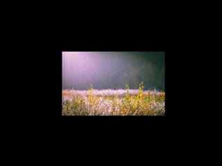 Farewell my last goodbye | PPT