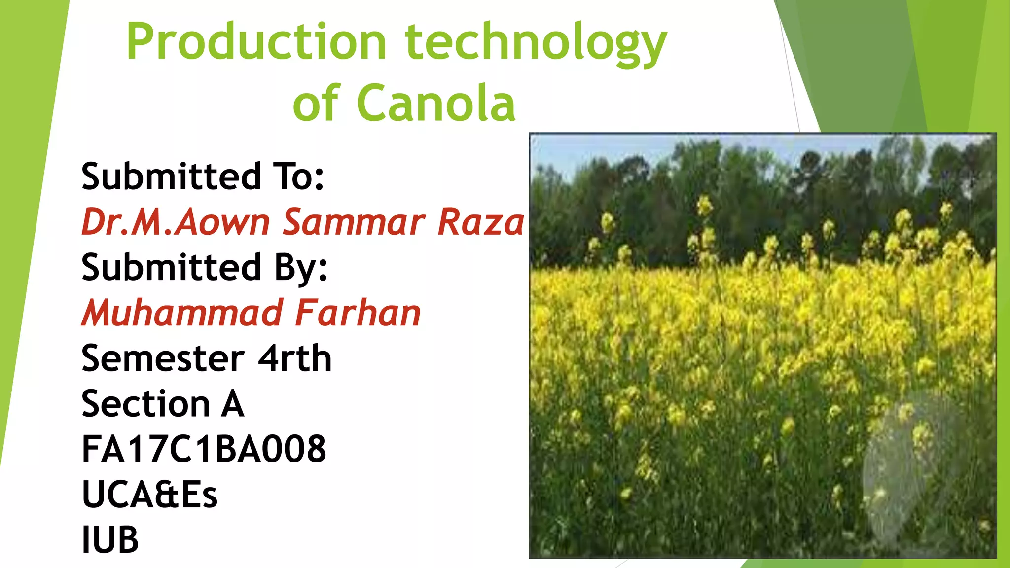 Production technology of canola oil crop by Muhammad Farhan | PPTX
