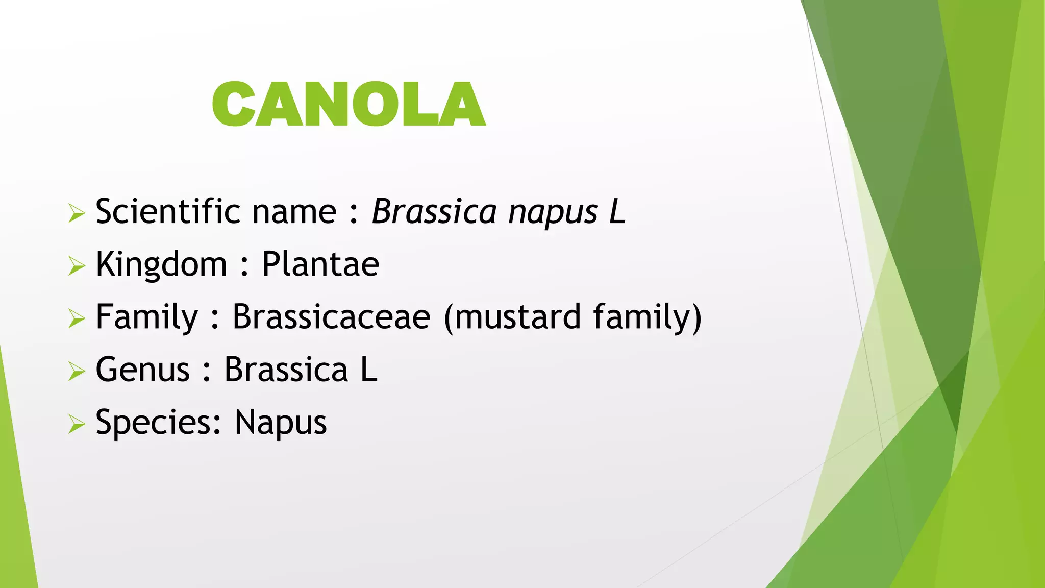 Production technology of canola oil crop by Muhammad Farhan | PPTX