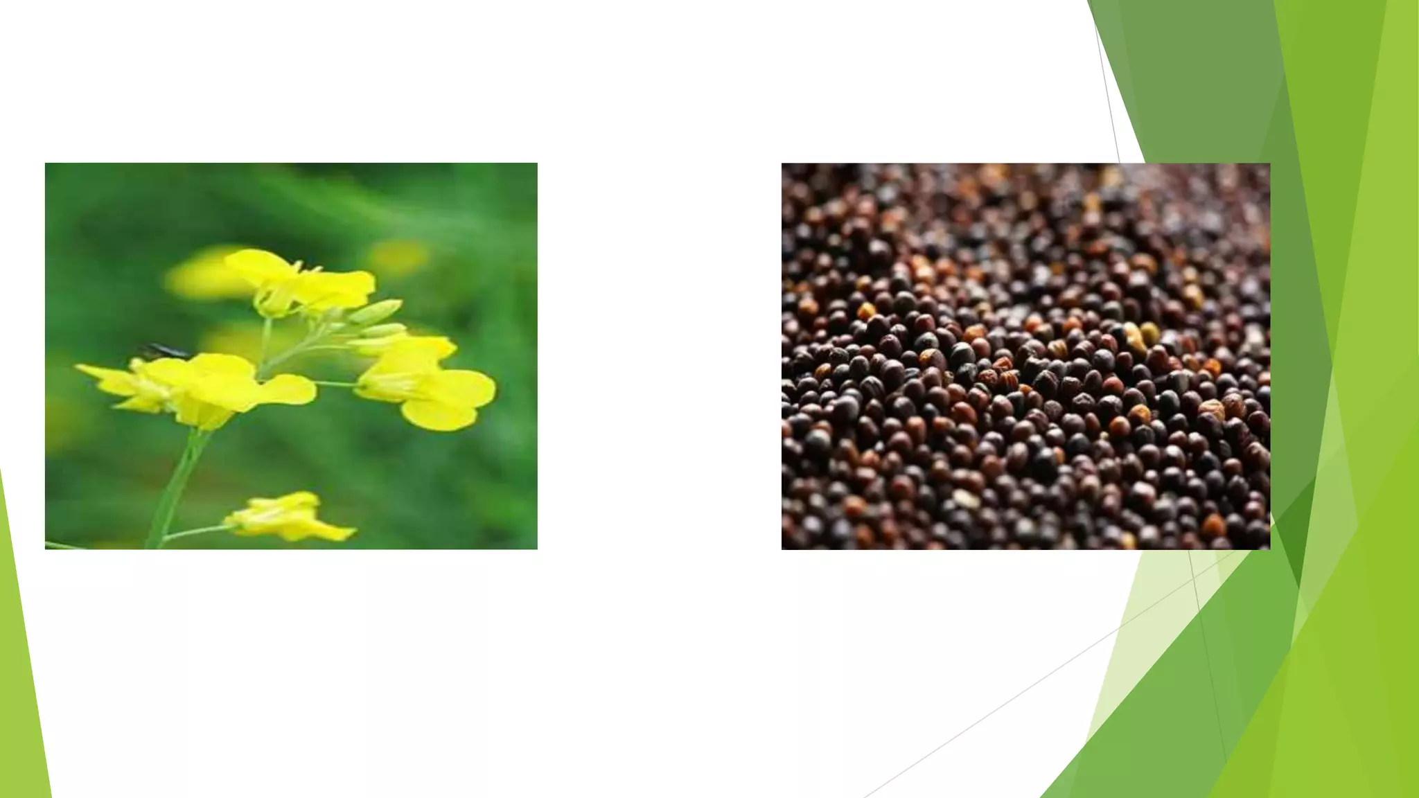 Production technology of canola oil crop by Muhammad Farhan | PPTX