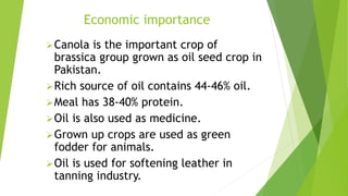 Production technology of canola oil crop by Muhammad Farhan | PPTX