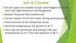 Production technology of canola oil crop by Muhammad Farhan | PPTX