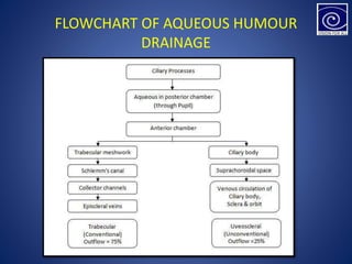 Aqueous humour products and drainage | PPT
