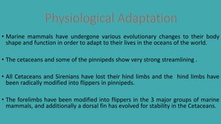 marine mammals ,Farhankhan pathan | PPTX