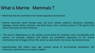 marine mammals ,Farhankhan pathan | PPTX