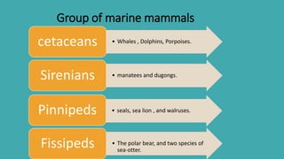 marine mammals ,Farhankhan pathan | PPTX