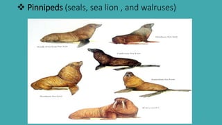 marine mammals ,Farhankhan pathan | PPTX