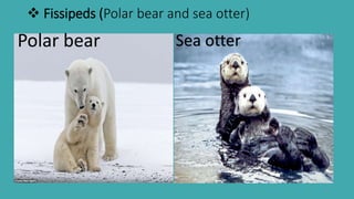 marine mammals ,Farhankhan pathan | PPTX