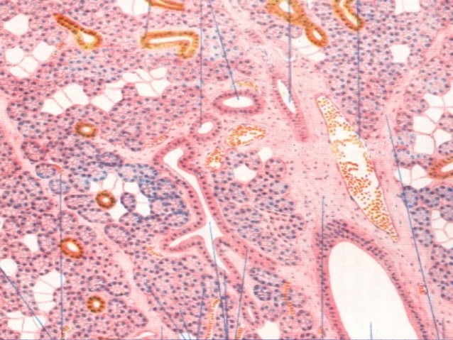 Faring dan Kelenjar Ludah