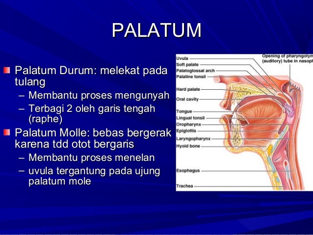 Faring dan Kelenjar Ludah