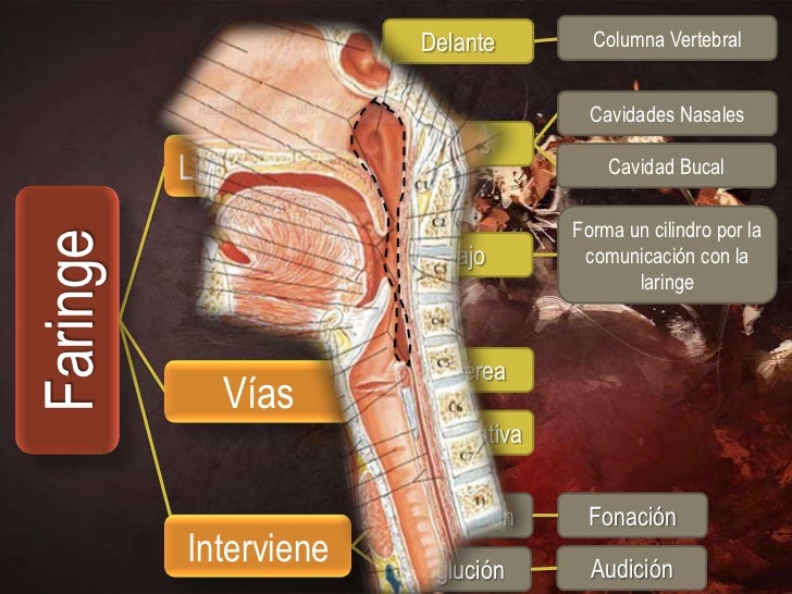 Faringe