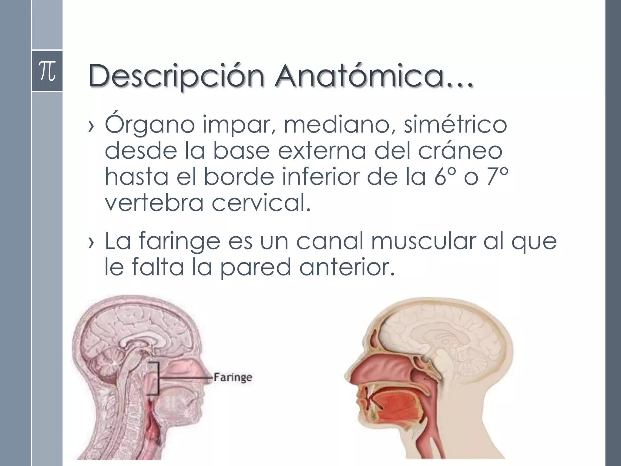 Anatomia de la faringe | PPT