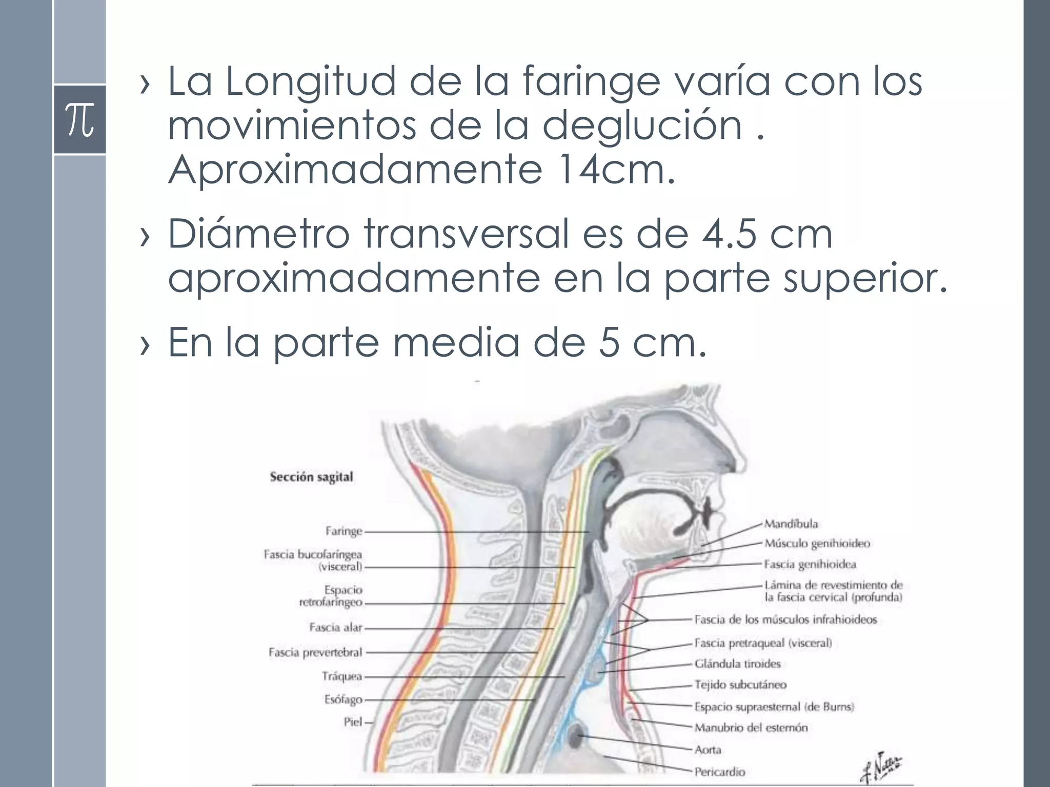 Anatomia de la faringe | PPT